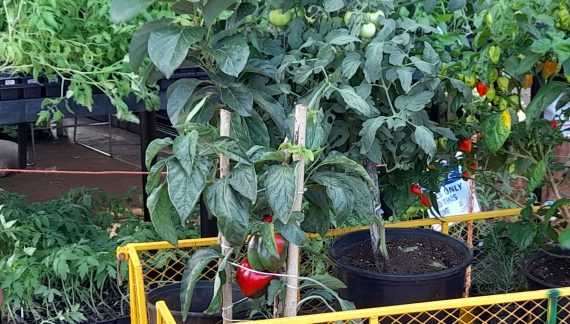 Department of Agriculture – Official Website for The Cayman Islands ...