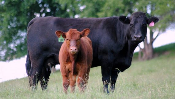 Department of Agriculture – Official Website for The Cayman Islands ...