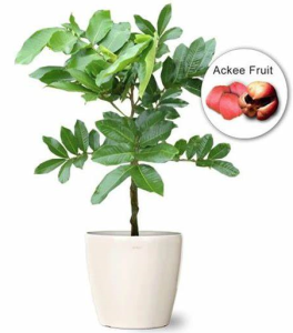 Ackee 2 Gal Pot – Department of Agriculture