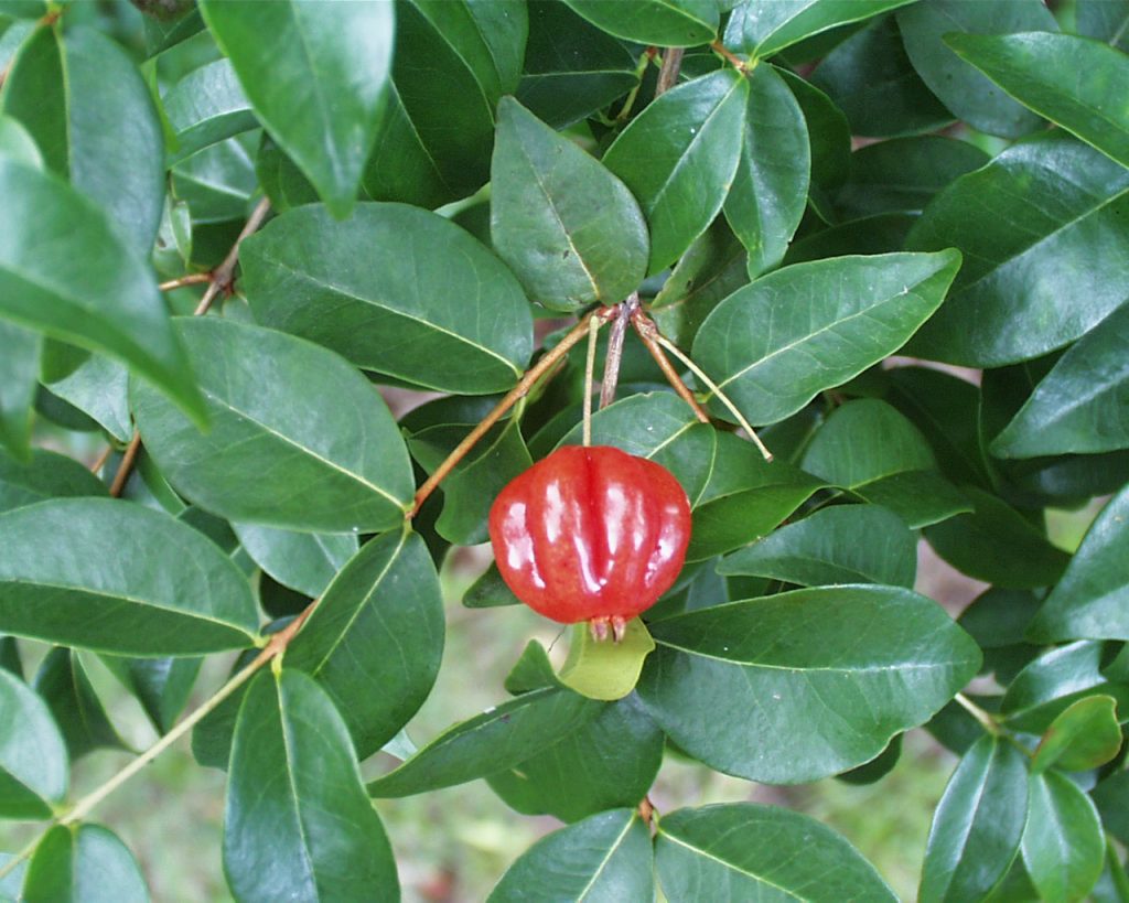 Suriname Cherry 2 Gal Pot – Department of Agriculture